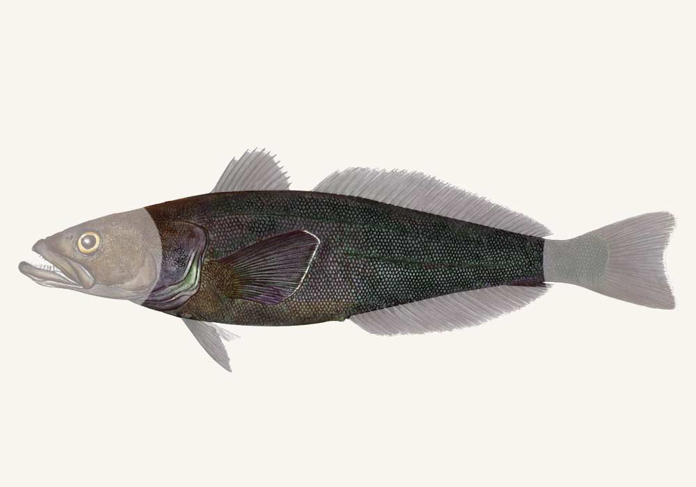 Mazzetta Company LLC Chilean Sea Bass H G Mazzetta Company LLC Chilean Sea Bass H G